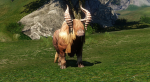 Wild Buffalo | Forum Icarus Phoenix